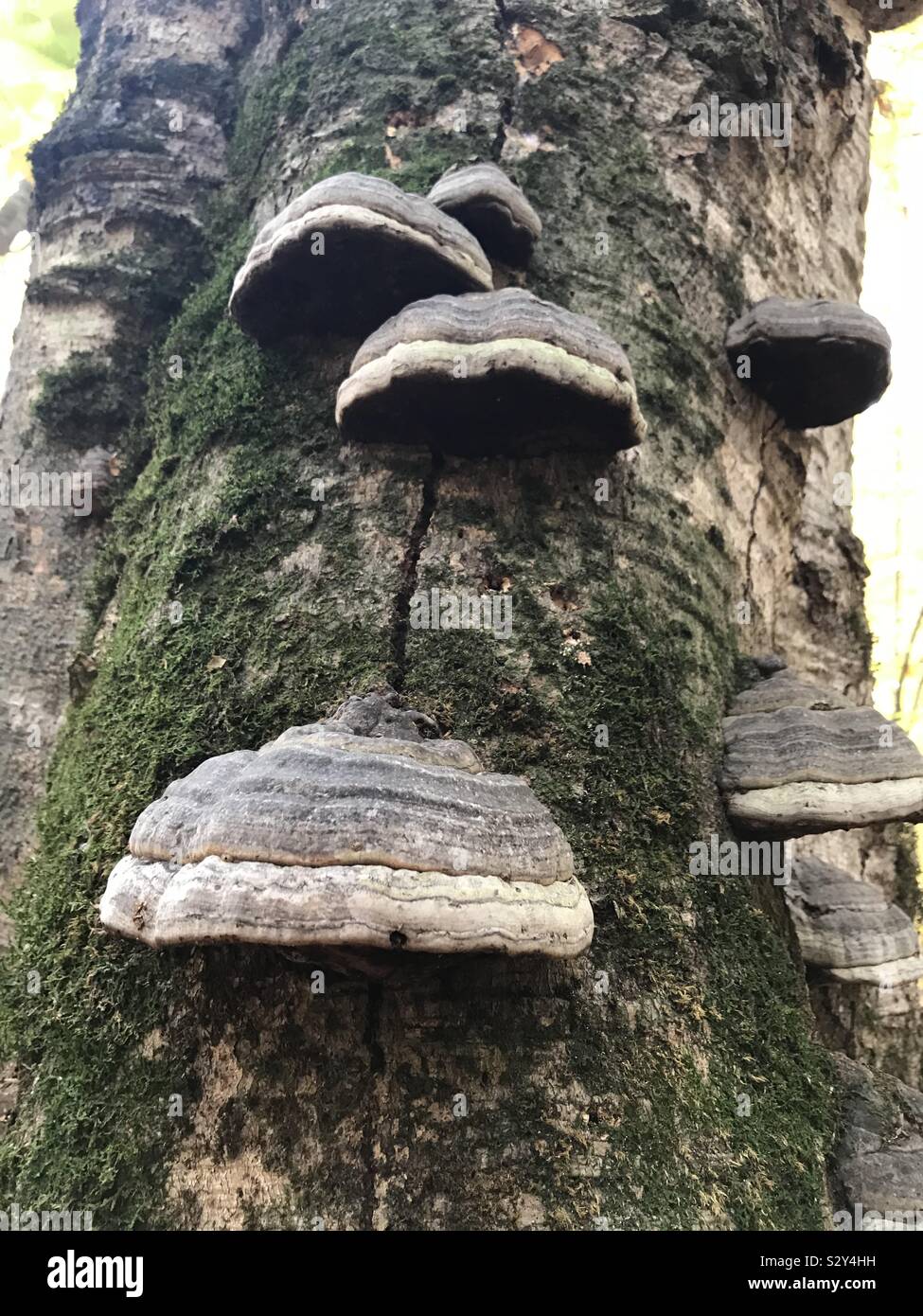 Tree with mushroom Stock Photo - Alamy