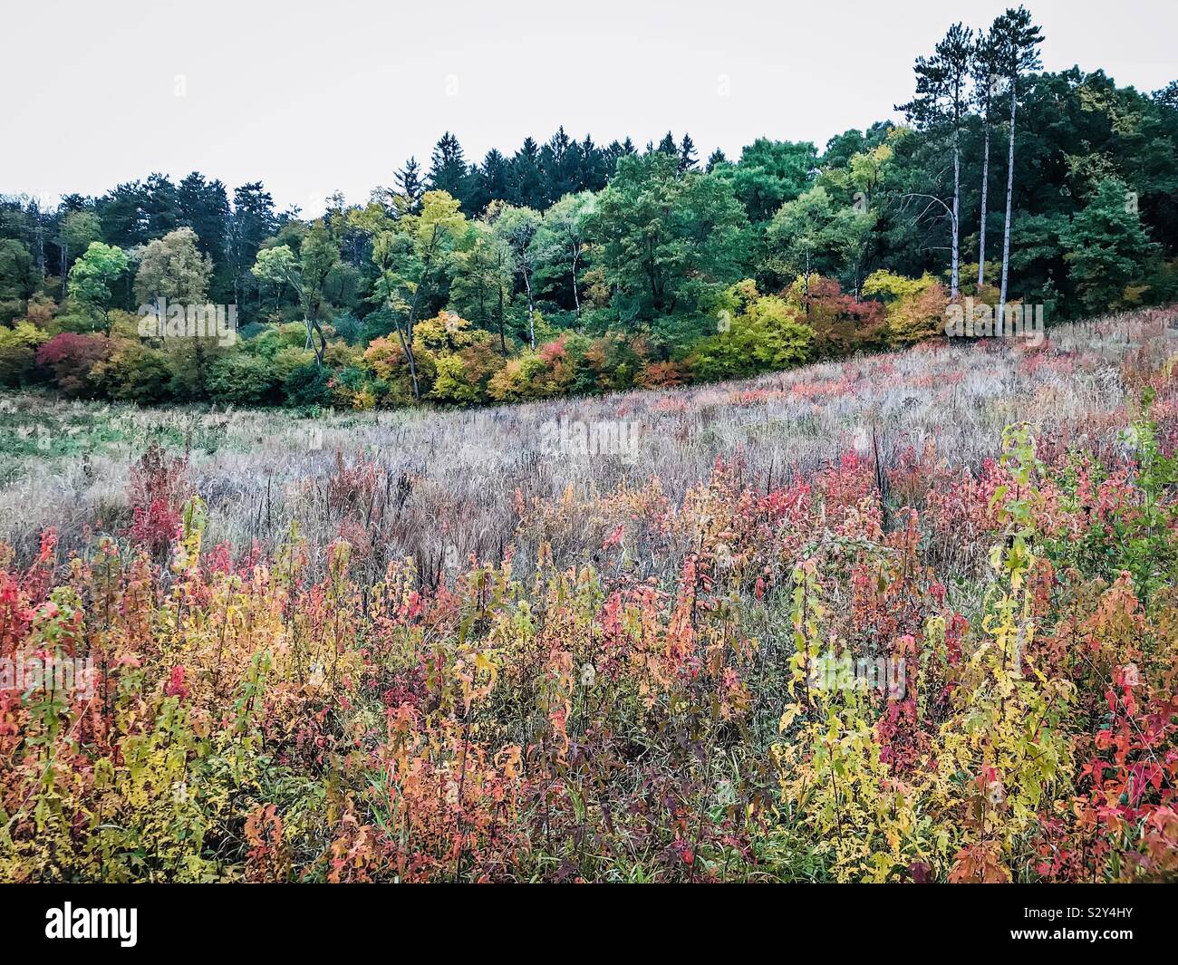 Belwin Conservancy near Afton, Minnesota Stock Photo - Alamy