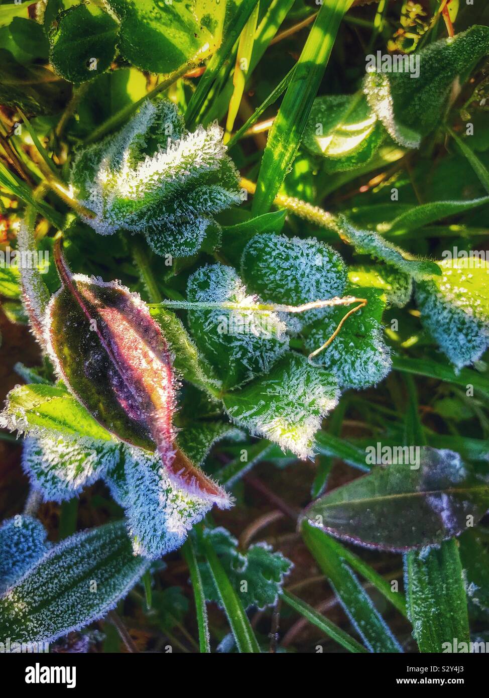 Frost covered clover with morning sunlight Stock Photo - Alamy