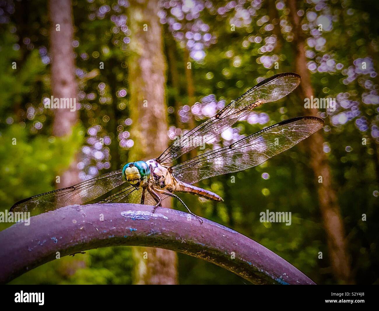 Libellula dragonfly in North Carolina woods Stock Photo - Alamy