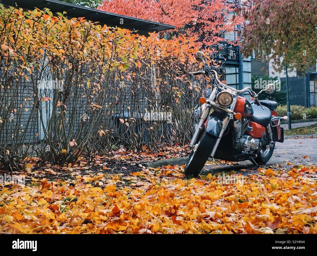 Motorcycle Autumn Trees