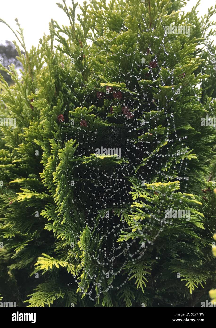 Spiders rain hi-res stock photography and images - Alamy