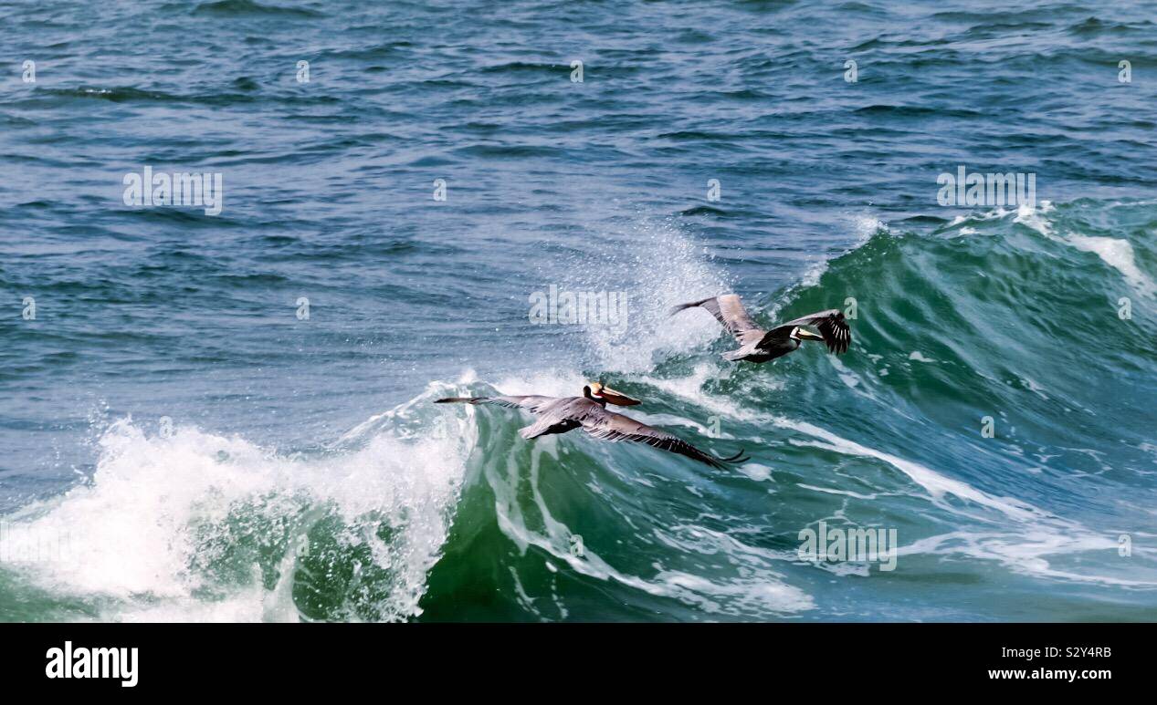 Wings and waves hi-res stock photography and images - Alamy