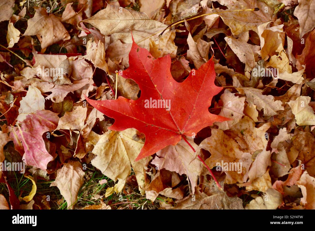 Red Maple Leaf Stock Photo - Alamy