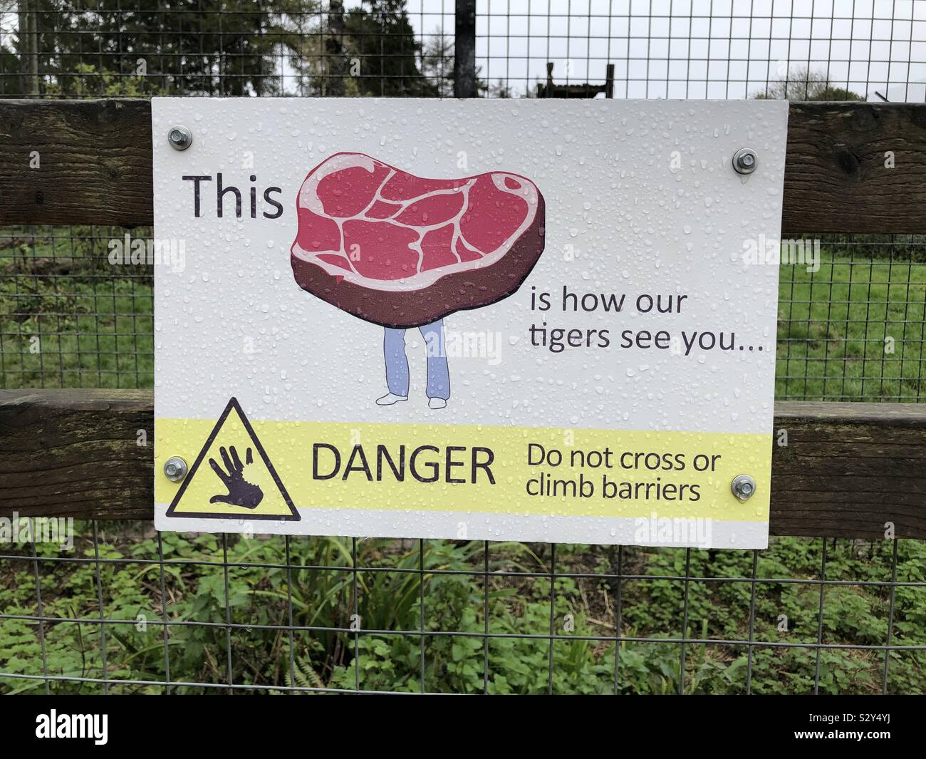 Wet tigers hi-res stock photography and images - Alamy