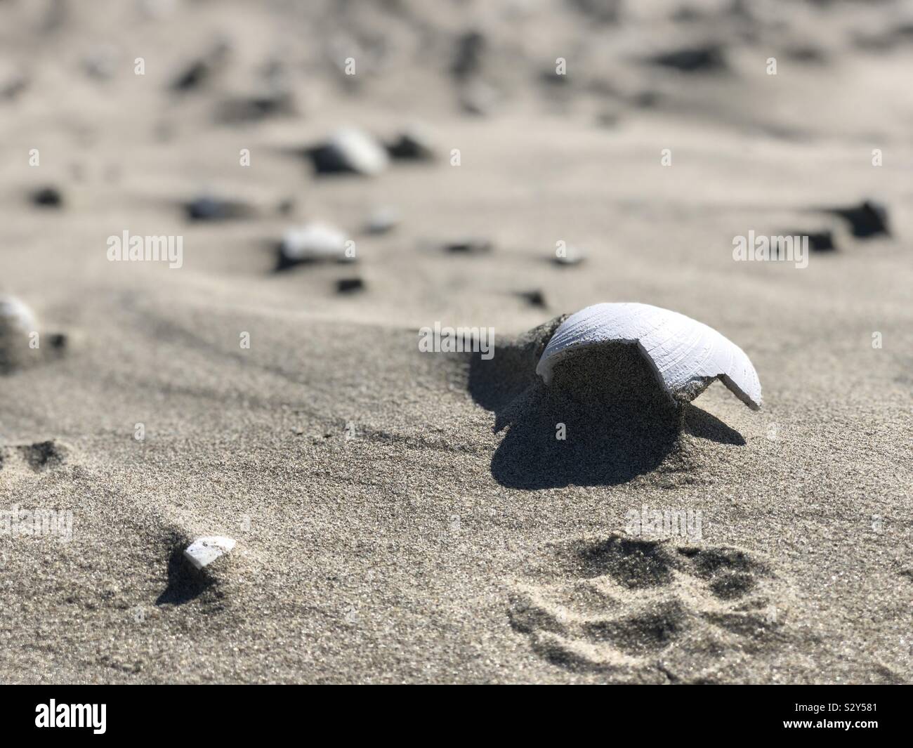 Broken sea shells hi-res stock photography and images - Alamy