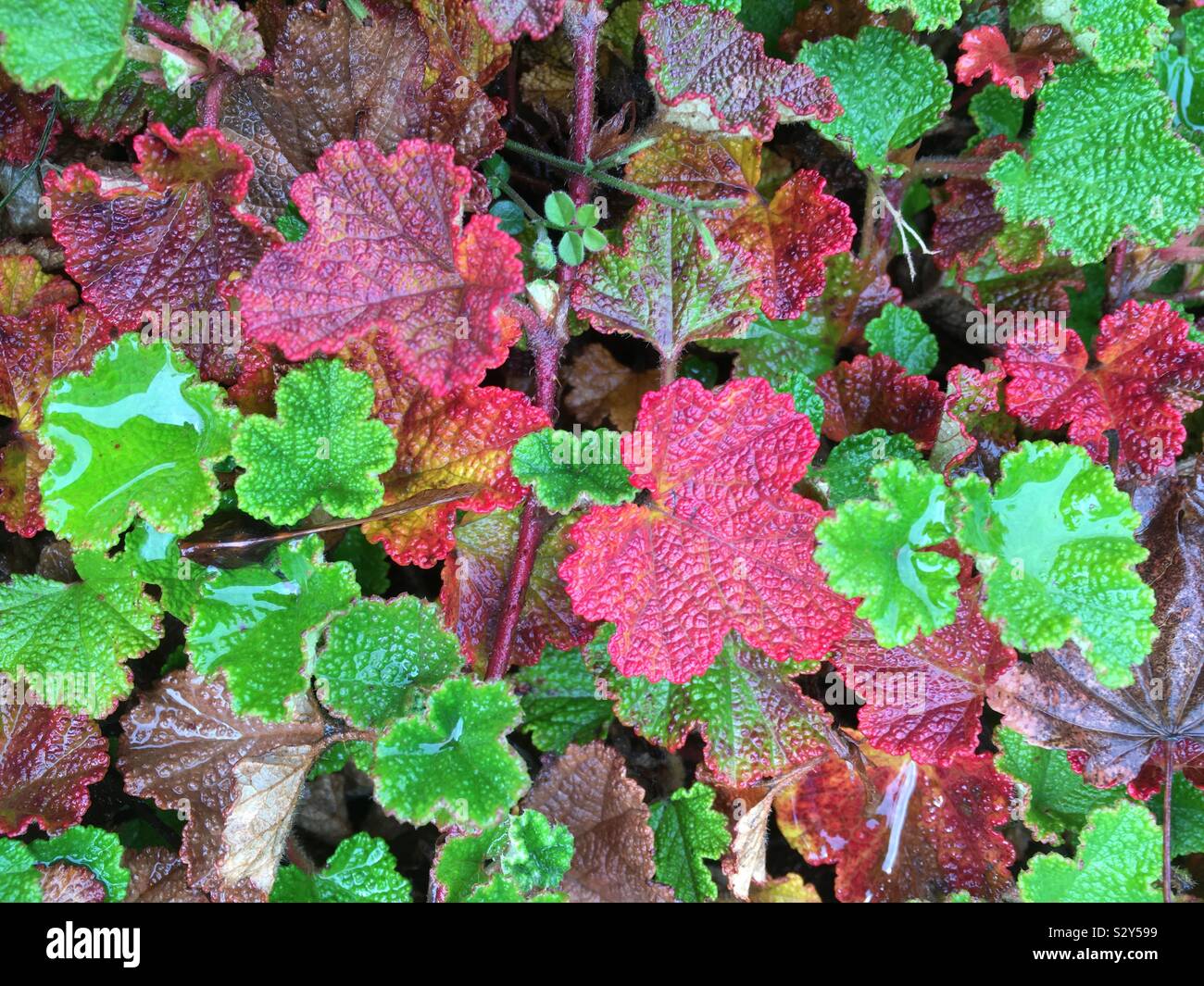 Red Ground Cover High Resolution Stock Photography and Images - Alamy