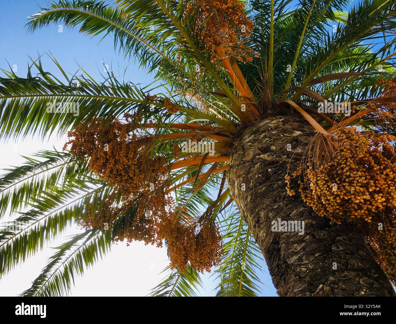 Underneath the Palm Tree, Spain Stock Photo - Alamy