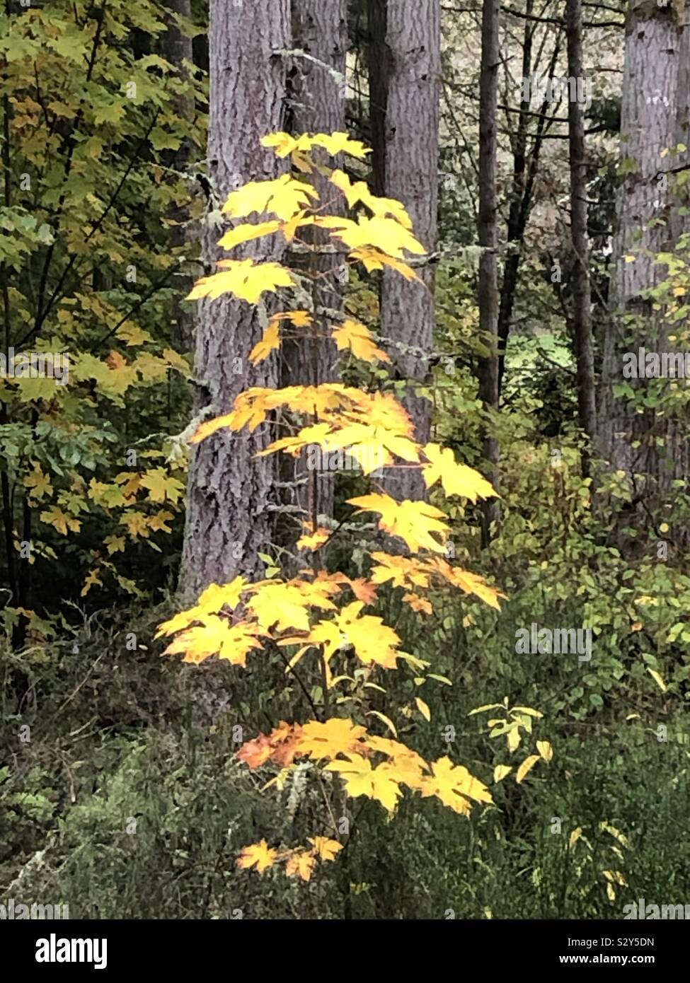 Giant evergreen tree hi-res stock photography and images - Alamy