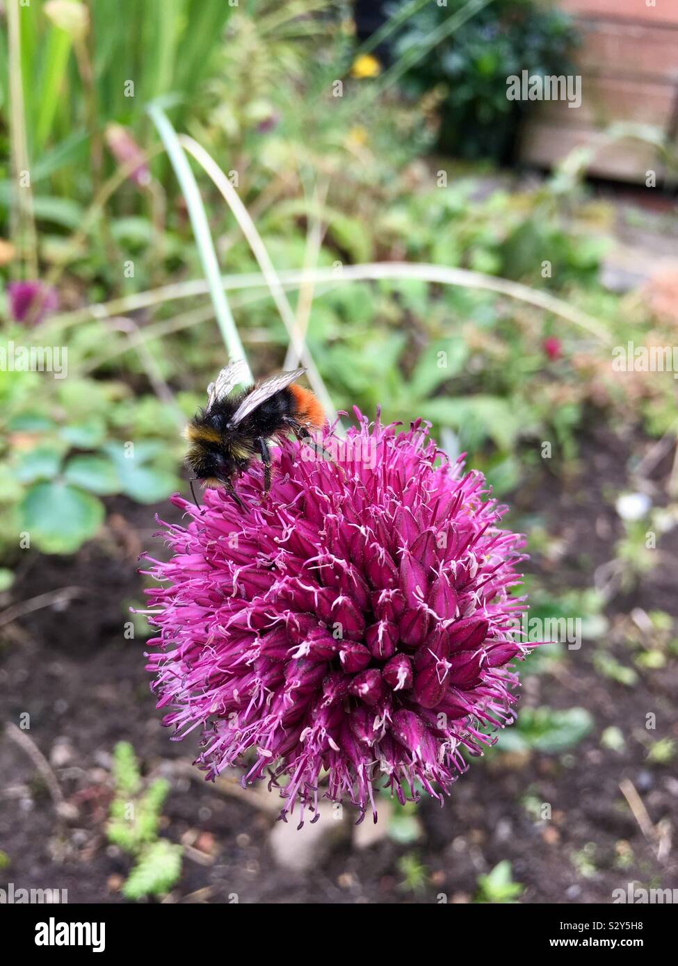 Bee pollinating an allium flower Stock Photo - Alamy