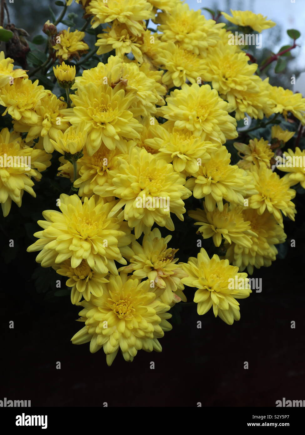 Yellow pot plant Stock Photo - Alamy