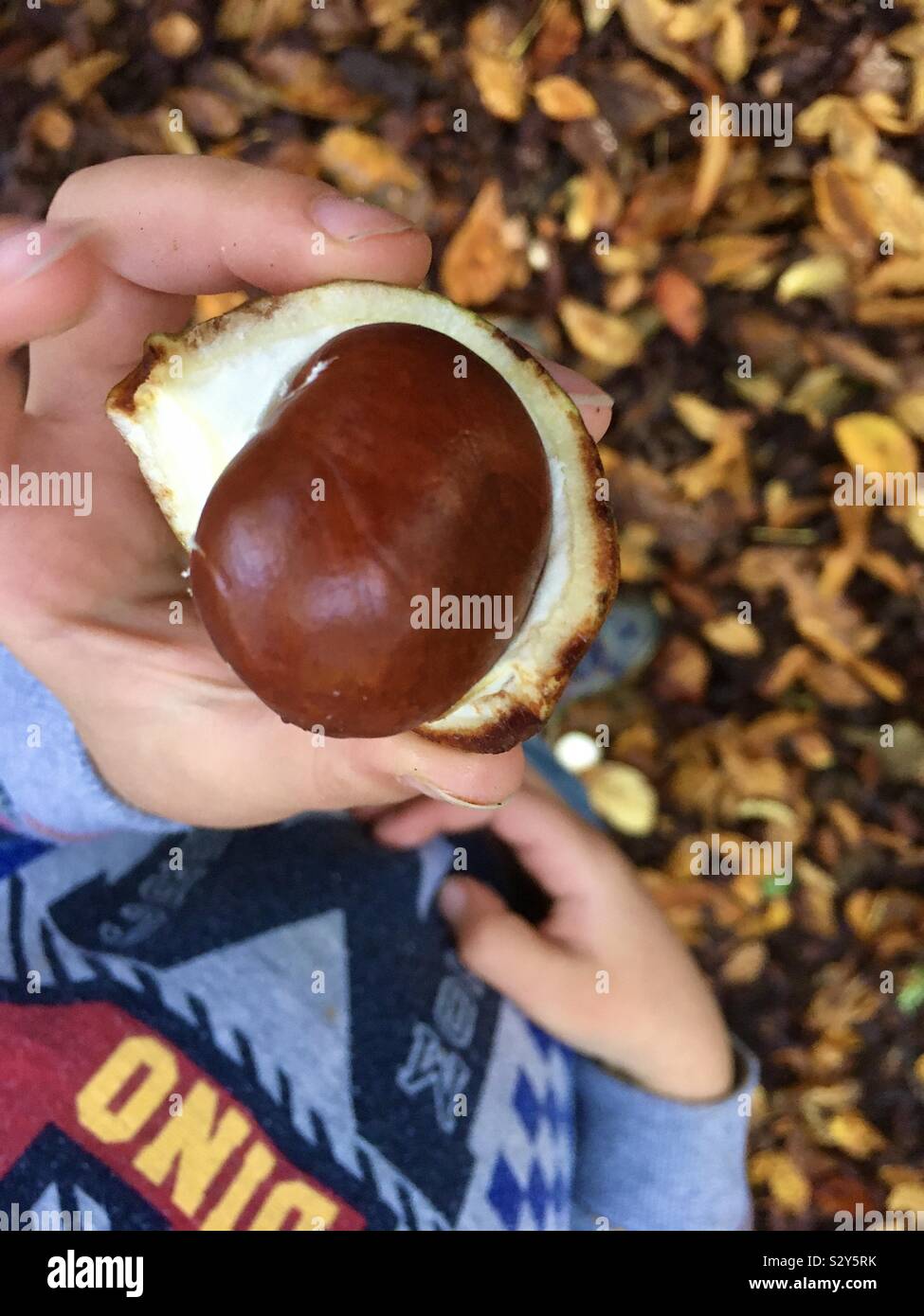 Conker in shell hi-res stock photography and images - Alamy
