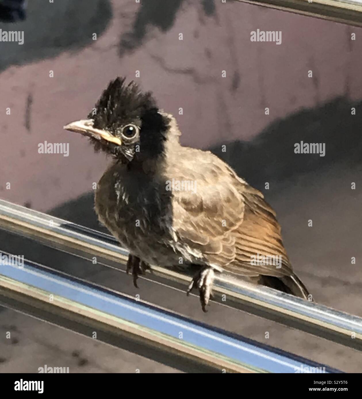 Grumpy Baby Mockingbird