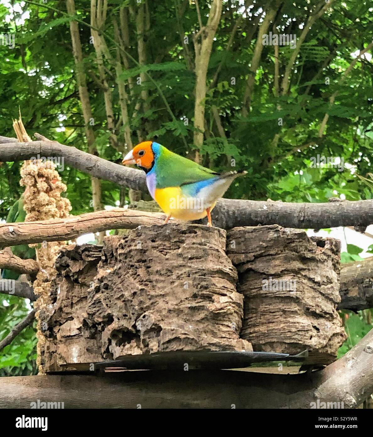 Pretty bird hi-res stock photography and images - Alamy