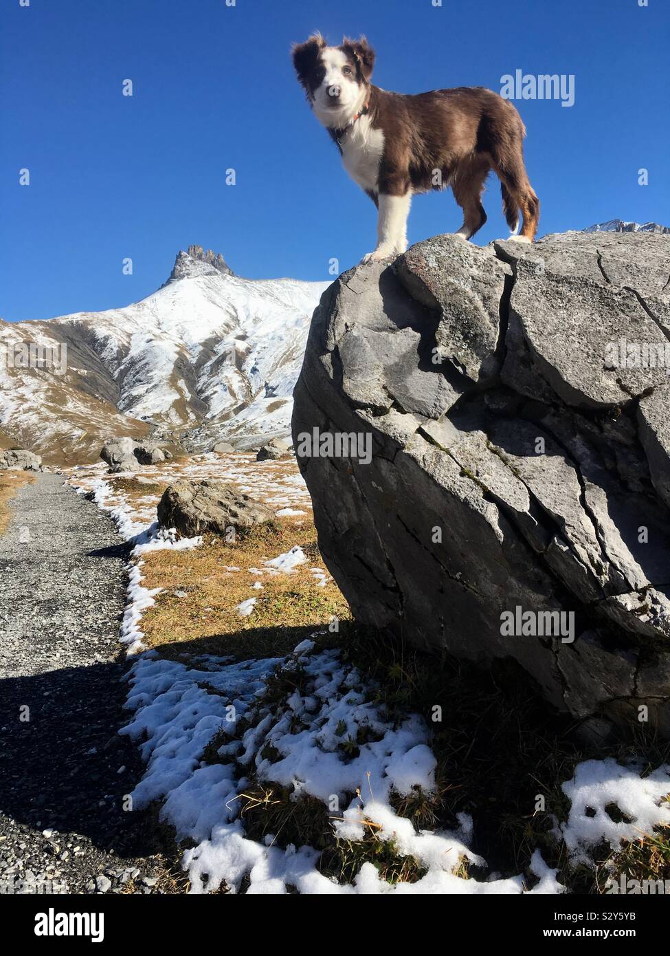 Aussie puppy standing hi-res stock photography and images - Alamy