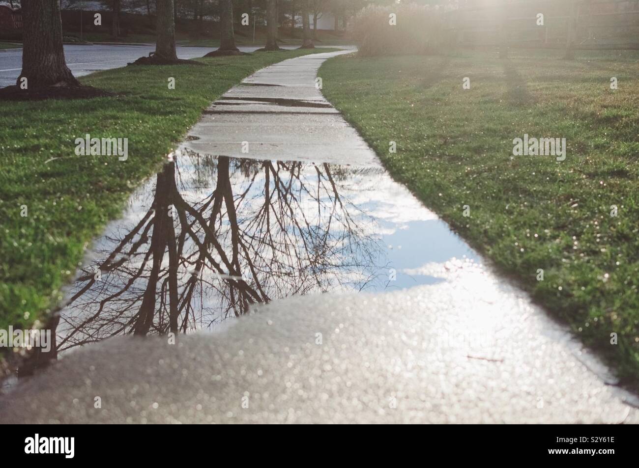 Reflection of trees in a puddle after a rainstorm Stock Photo - Alamy