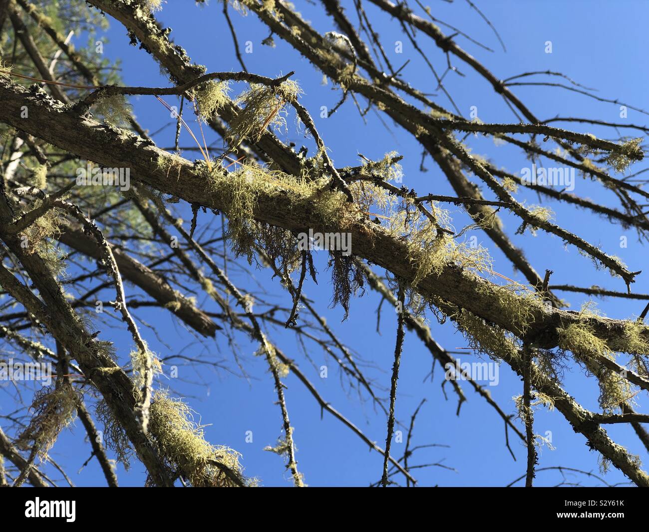 Hanging green lichen growing on tree branches Stock Photo - Alamy