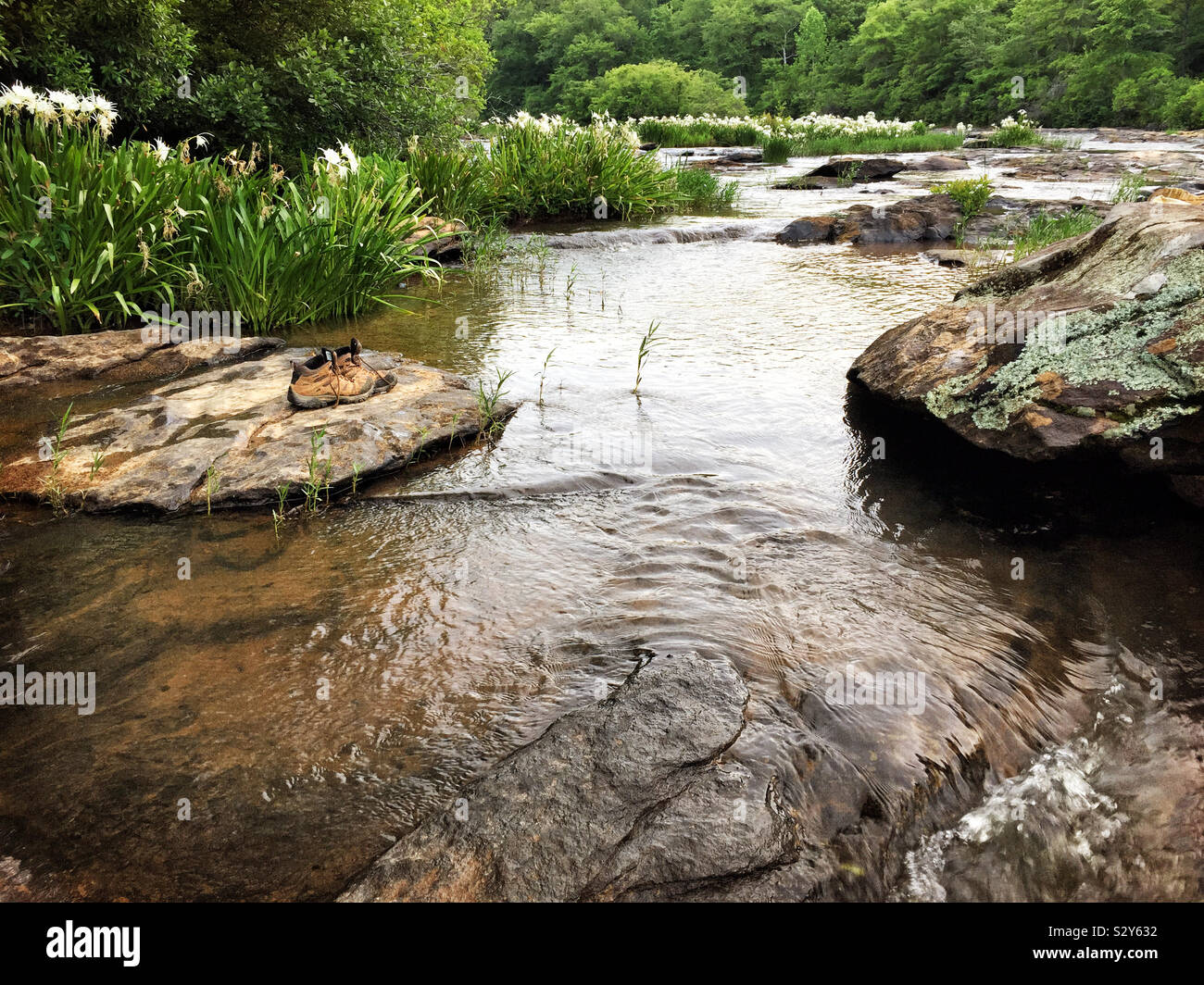 The rare and endangered Shoals Spider Lily growing at Flat Shoals Creek ...