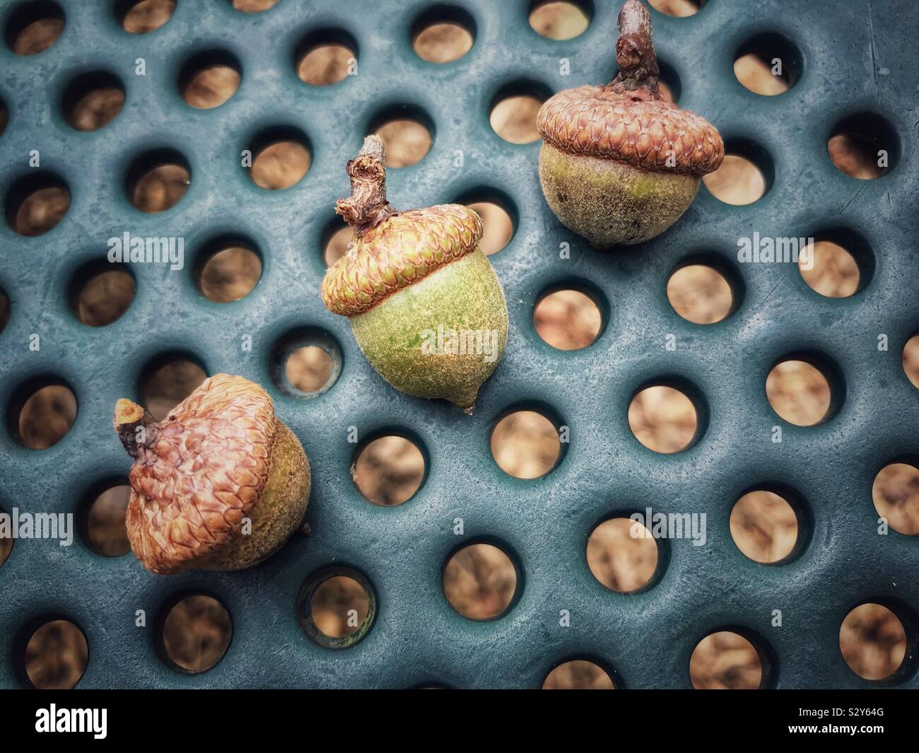 Three acorns in a diagonal row, viewed from above Stock Photo - Alamy