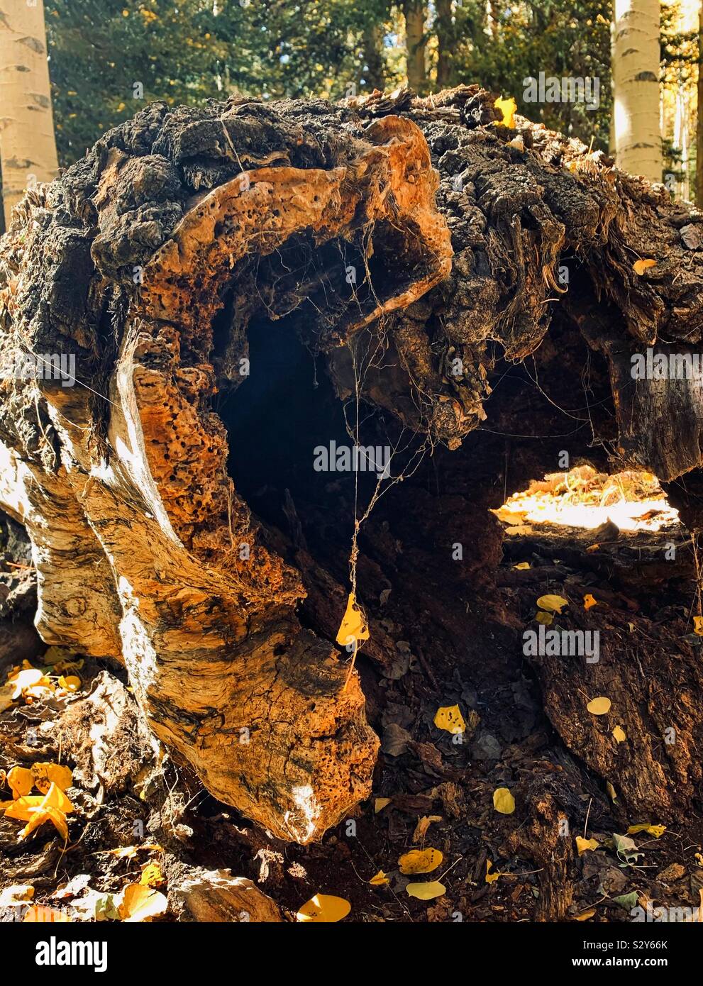 Log decomposition hi-res stock photography and images - Alamy