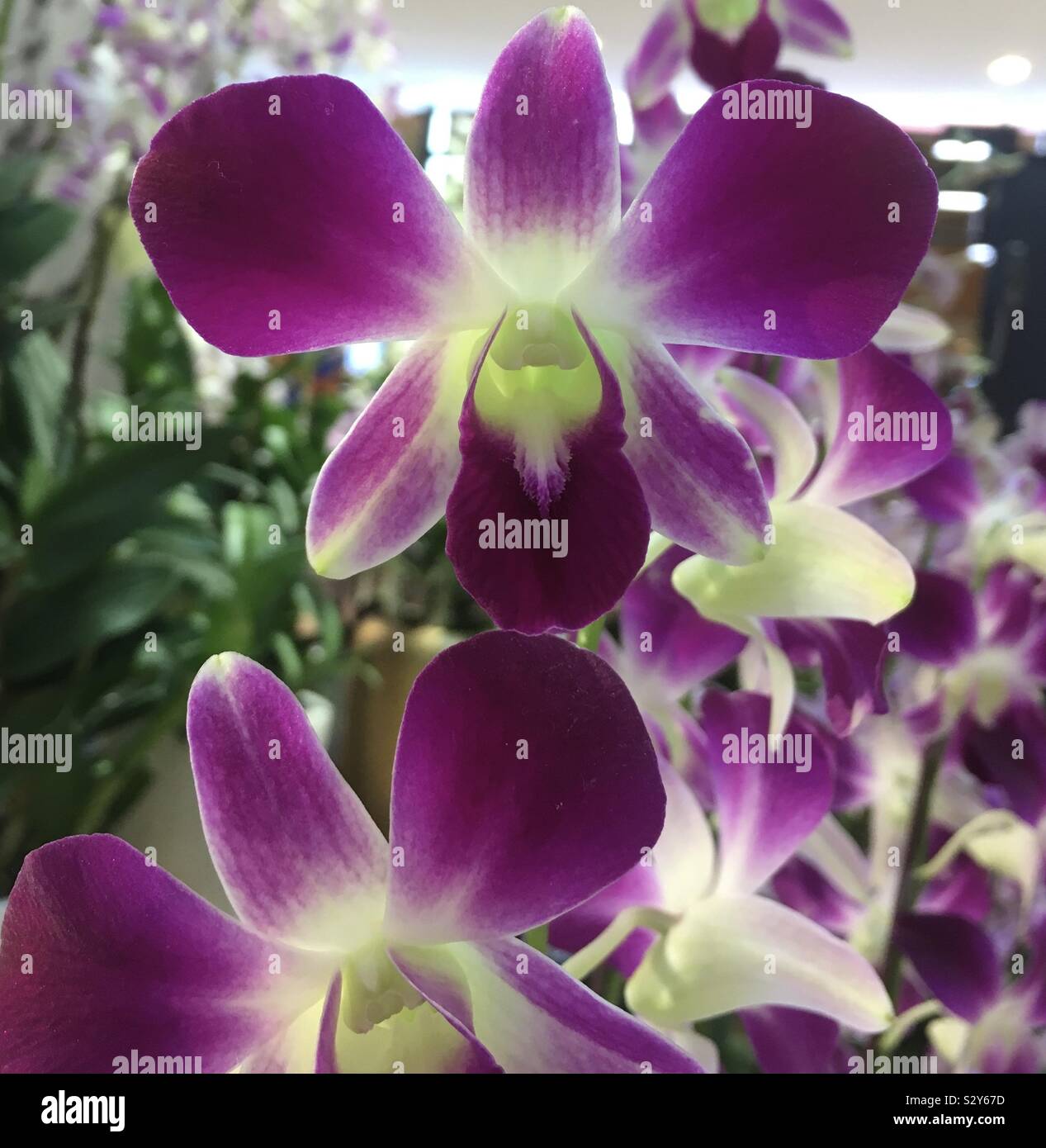 Violet orchid beautiful flower Stock Photo - Alamy