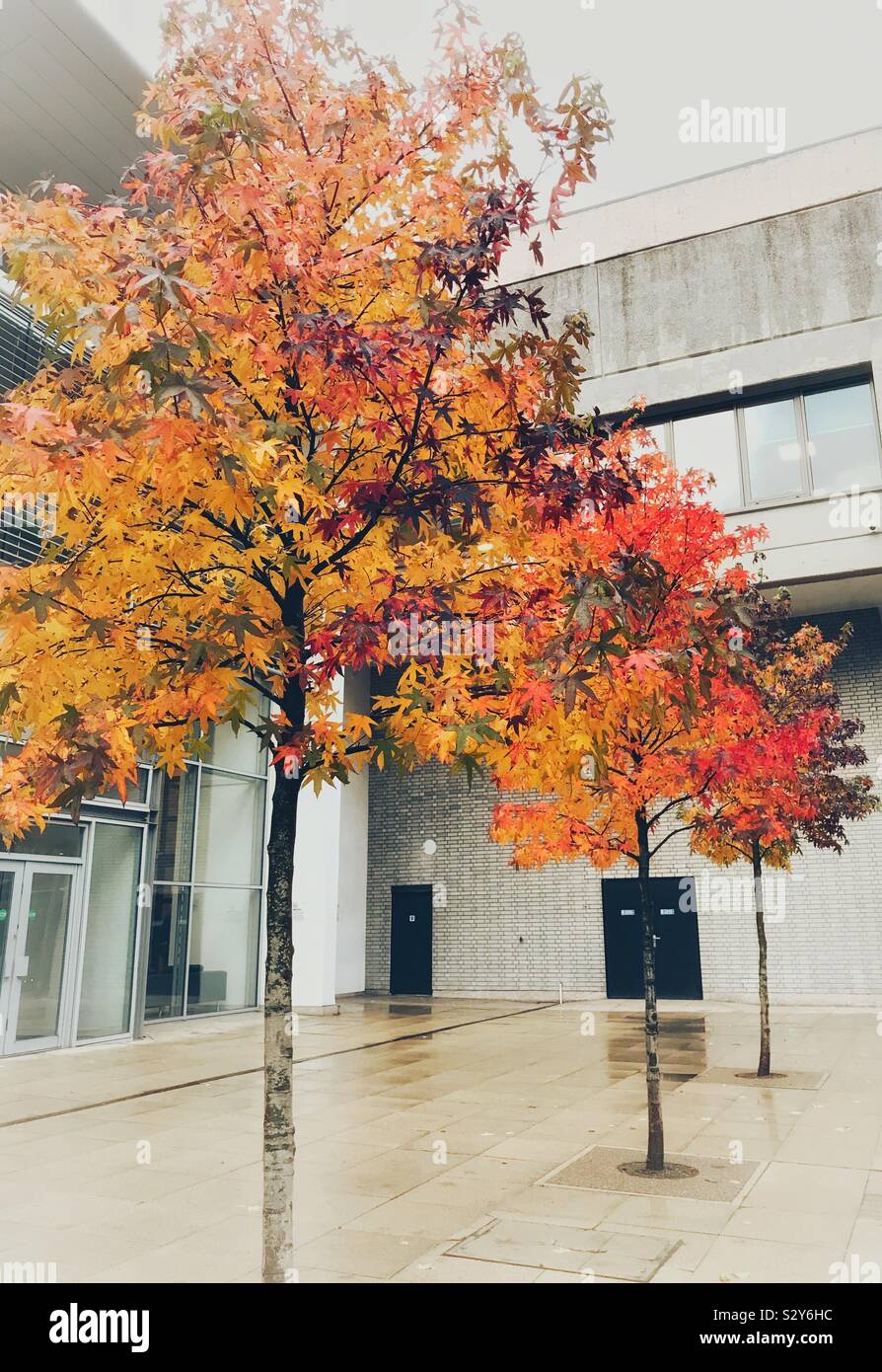 Acer trees add a splash of colour to grey buildings and rain wet ...