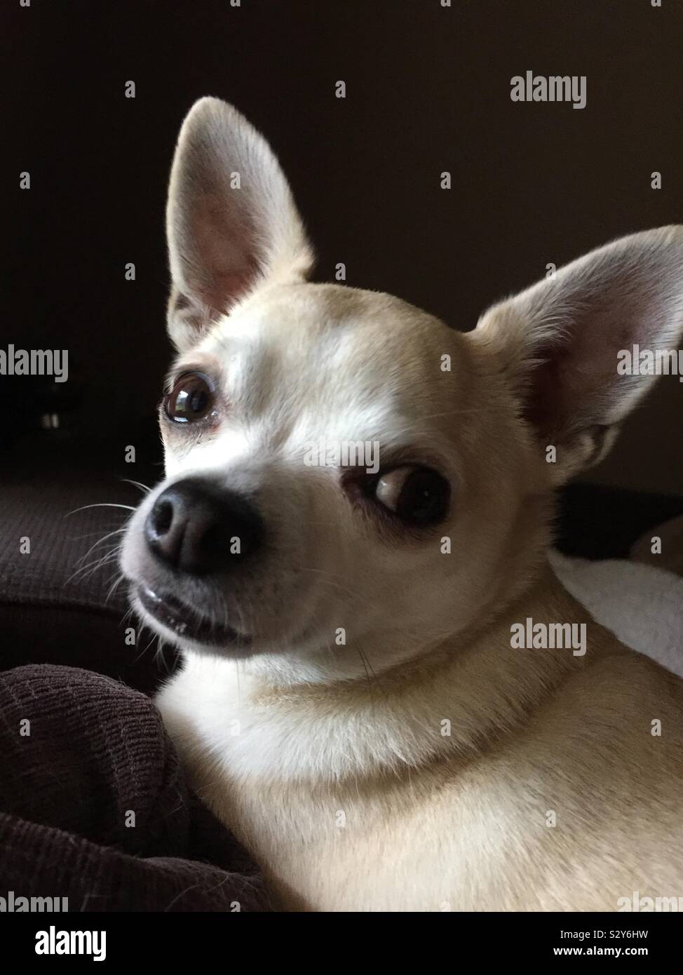 Sweetheart dog hi-res stock photography and images - Alamy