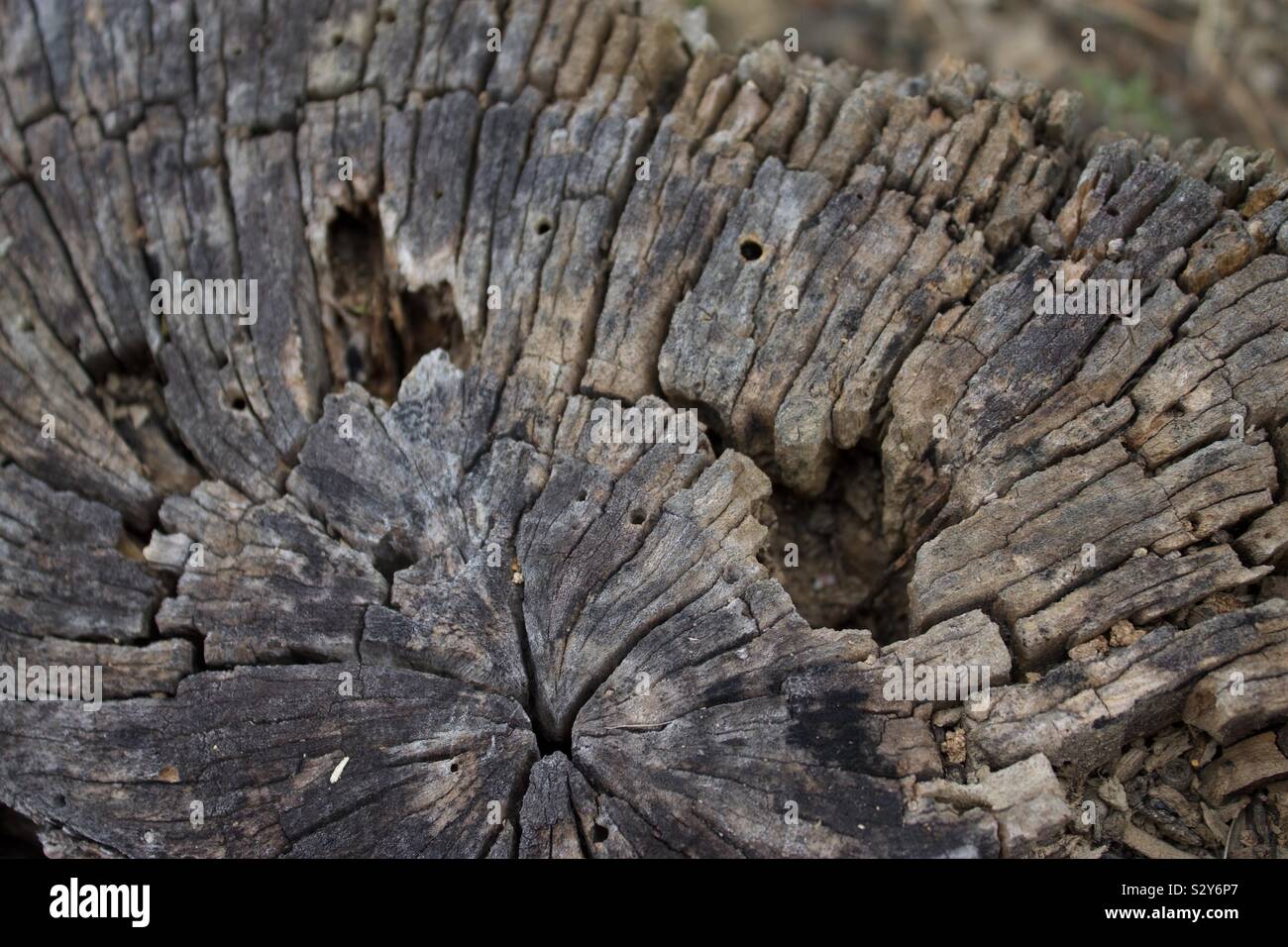 Old tree stump Stock Photo - Alamy