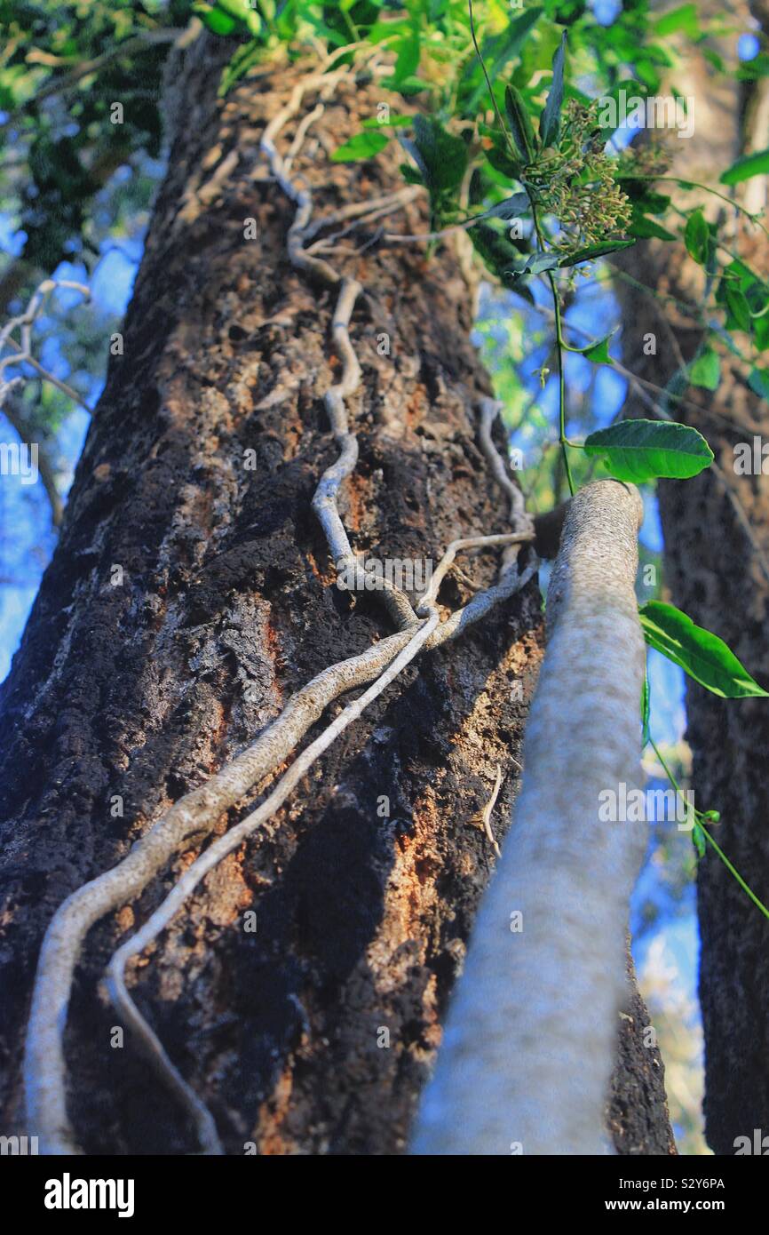 Climbing climb vine hi-res stock photography and images - Alamy