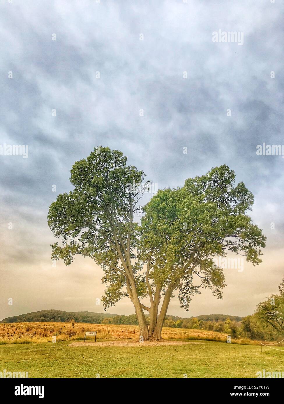 Heart shaped tree hi-res stock photography and images - Alamy
