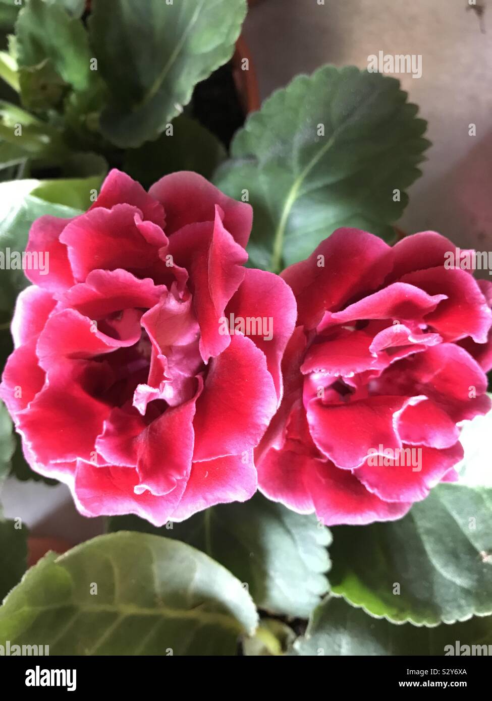 African violet flowers hi-res stock photography and images - Alamy