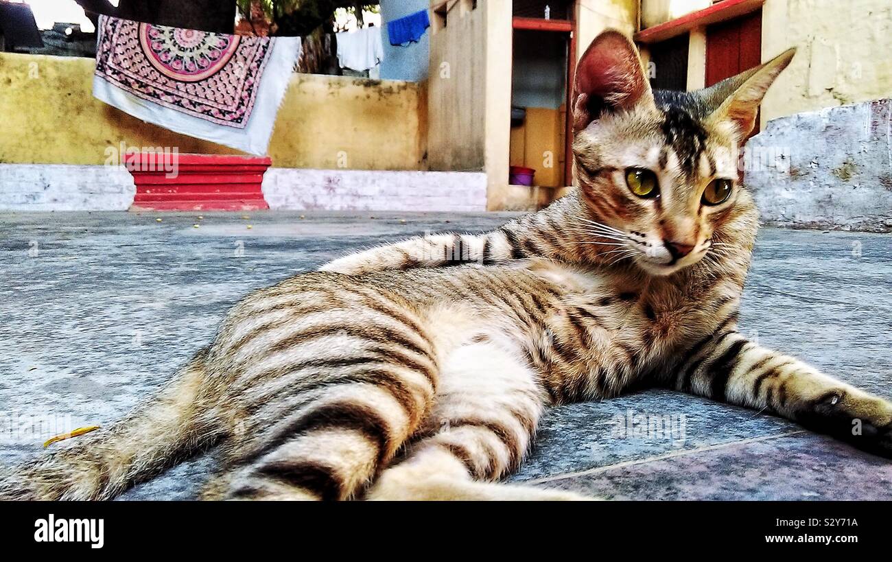 My little pal in Varanasi kept chillin like bob dylan pretty much all ...