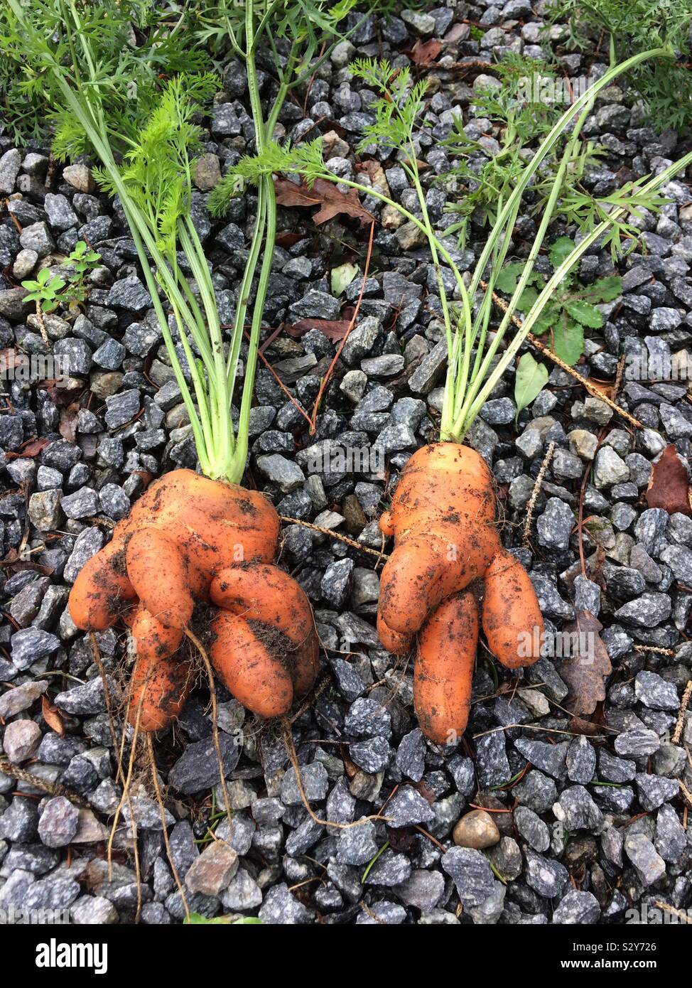 Wonky hi-res stock photography and images - Alamy