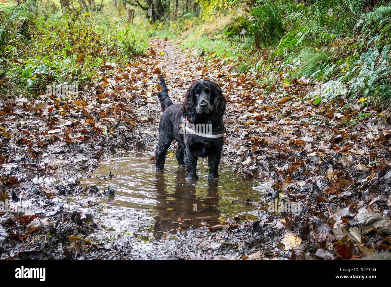 Standing in a puddle hi-res stock photography and images - Alamy