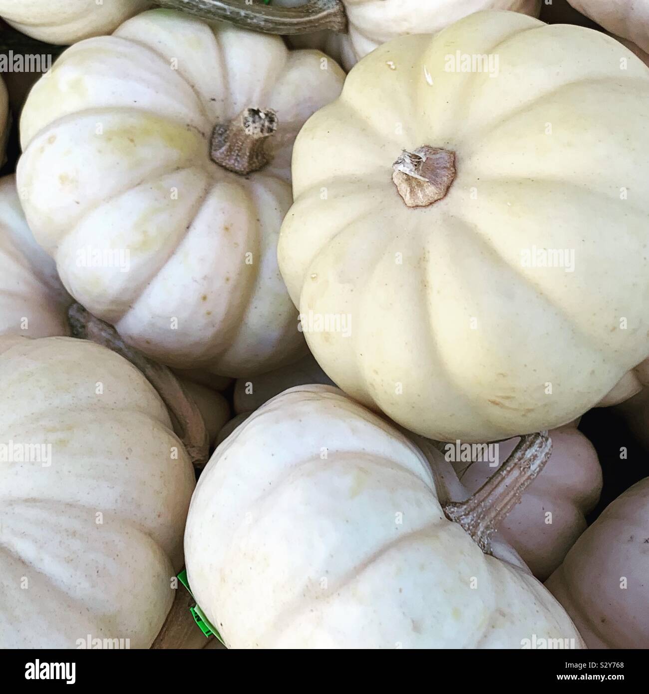 Mini white pumpkins hi-res stock photography and images - Alamy