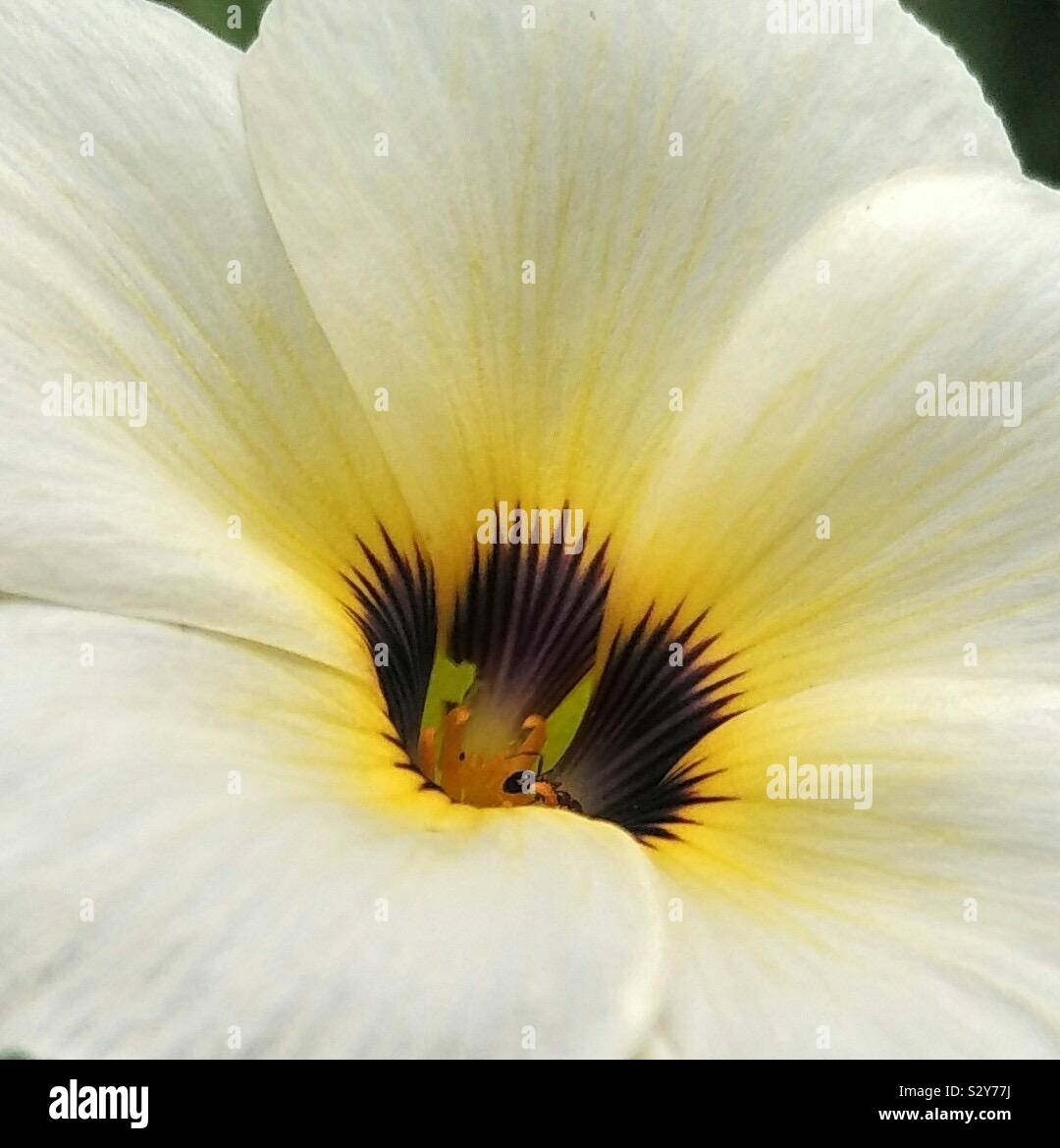Ant in a flower Stock Photo - Alamy