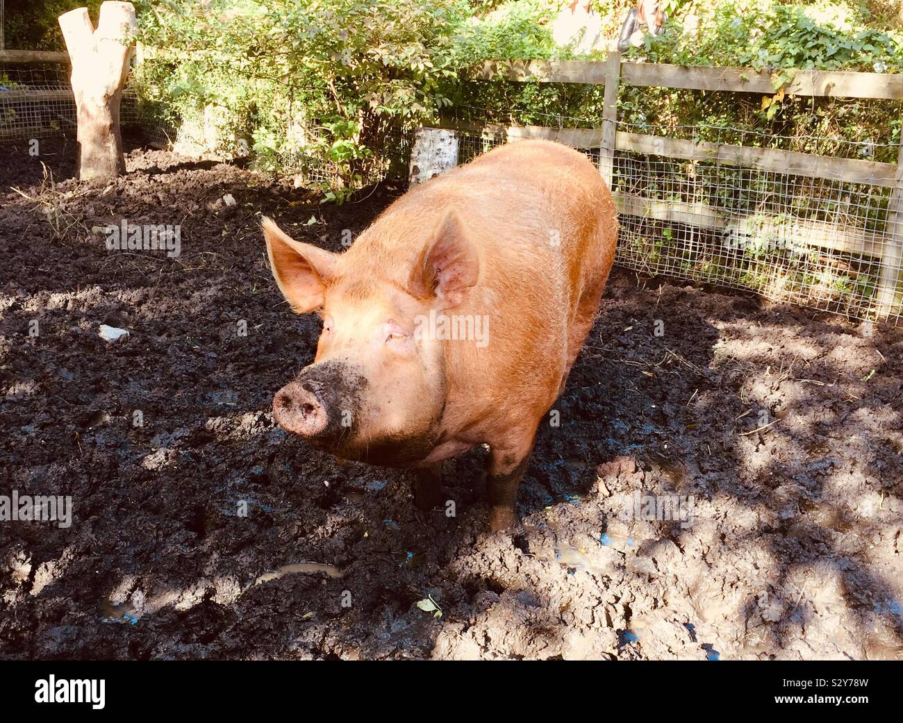 Big pig hi-res stock photography and images - Alamy