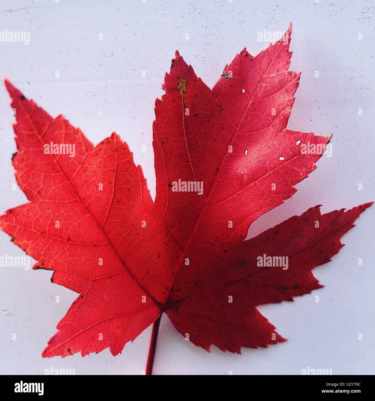 Red Maple Leaf by K.R Stock Photo - Alamy