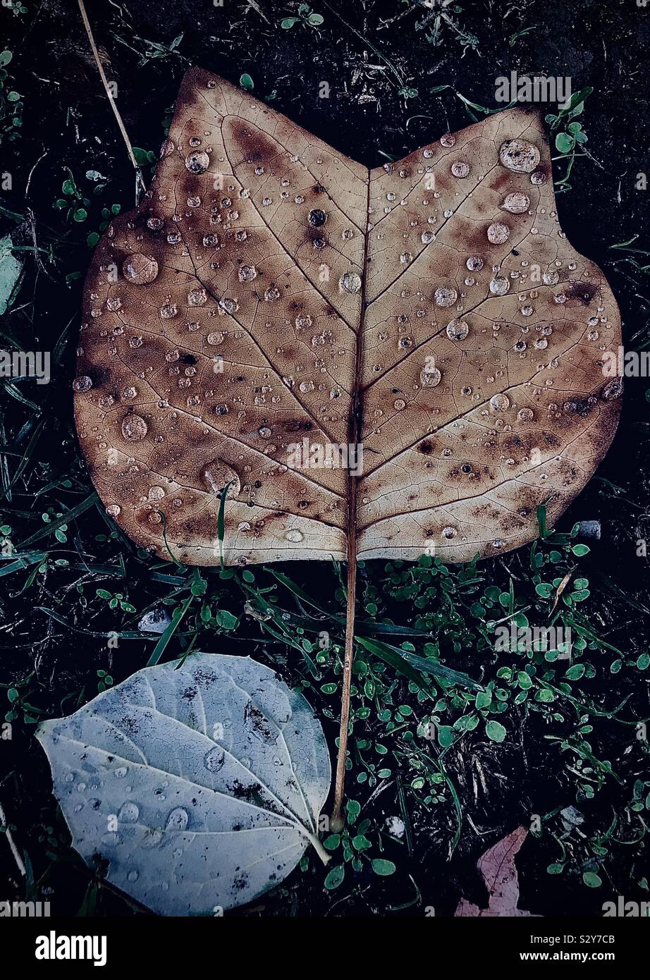 Every Second Leaf High Resolution Stock Photography and Images - Alamy