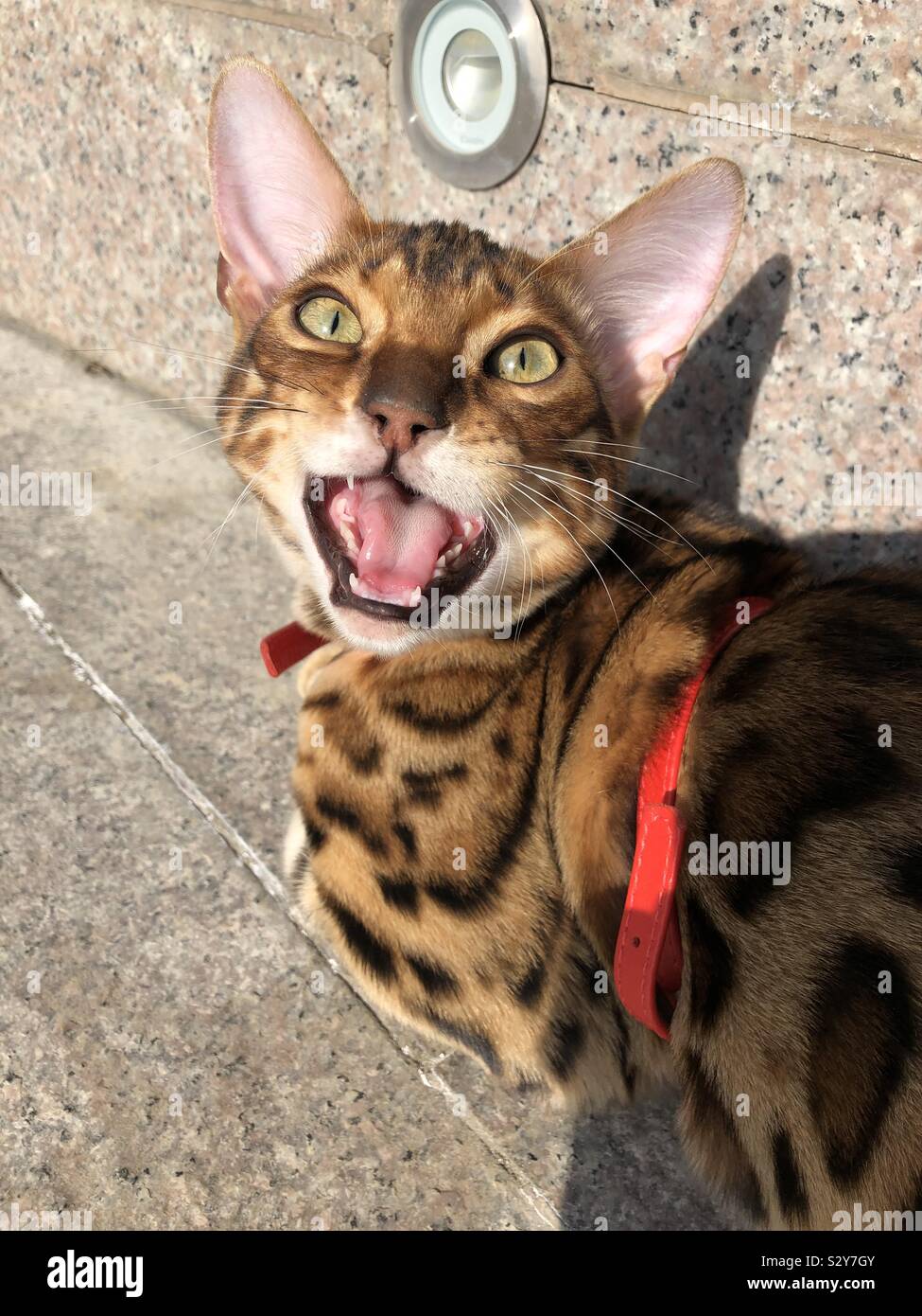 Leopard kitty hi-res stock photography and images - Alamy