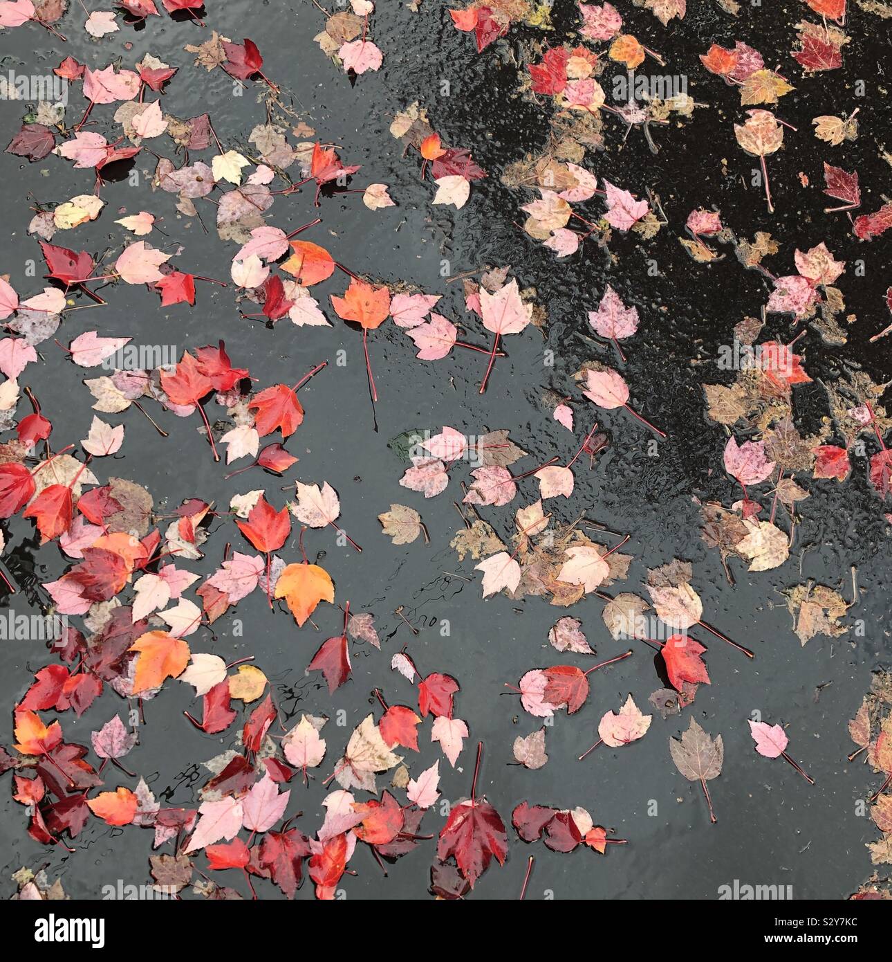 Street of leaves hi-res stock photography and images - Alamy