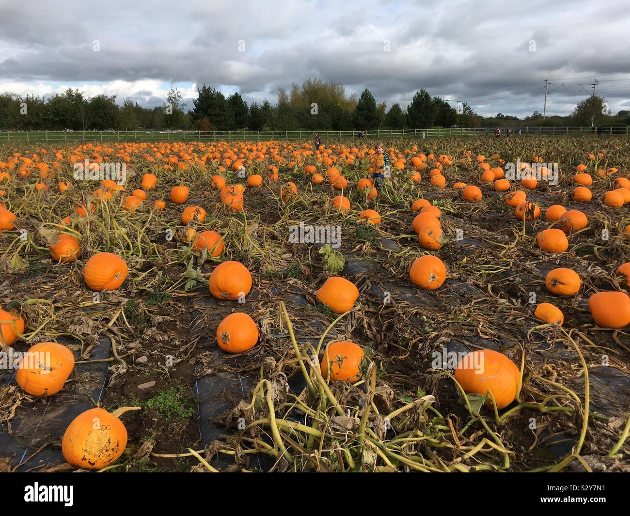 Family picking pumpkins hi-res stock photography and images - Alamy
