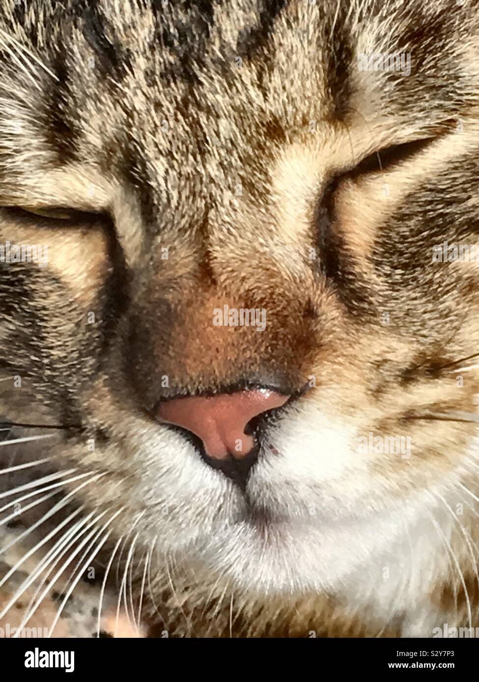 Domastic animal hi-res stock photography and images - Alamy