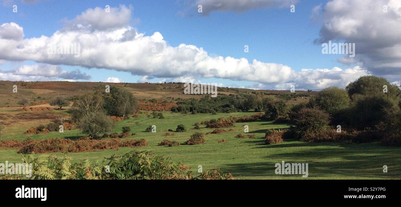 View across the New Forest Stock Photo - Alamy