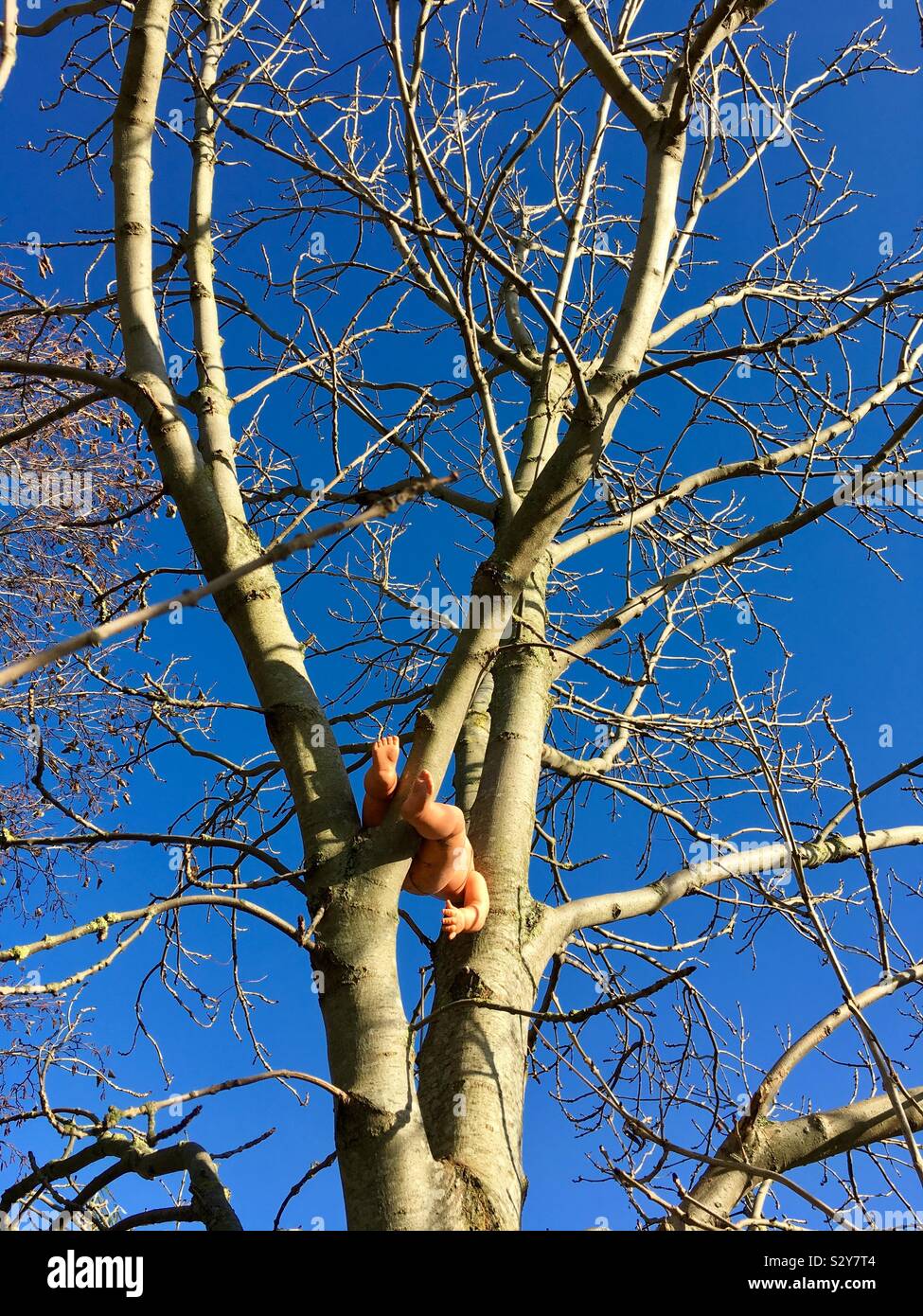 Doll stuck in a tree Stock Photo - Alamy