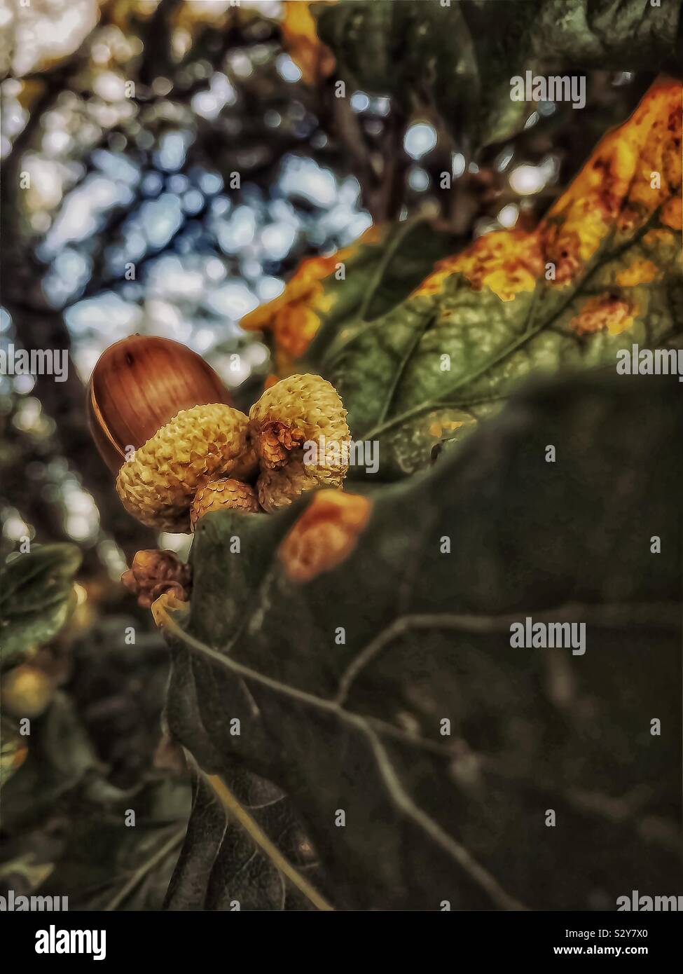 Oak Acorn Trees High Resolution Stock Photography and Images - Alamy