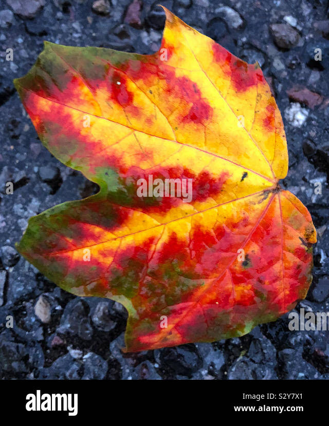 Autumn fire hi-res stock photography and images - Alamy