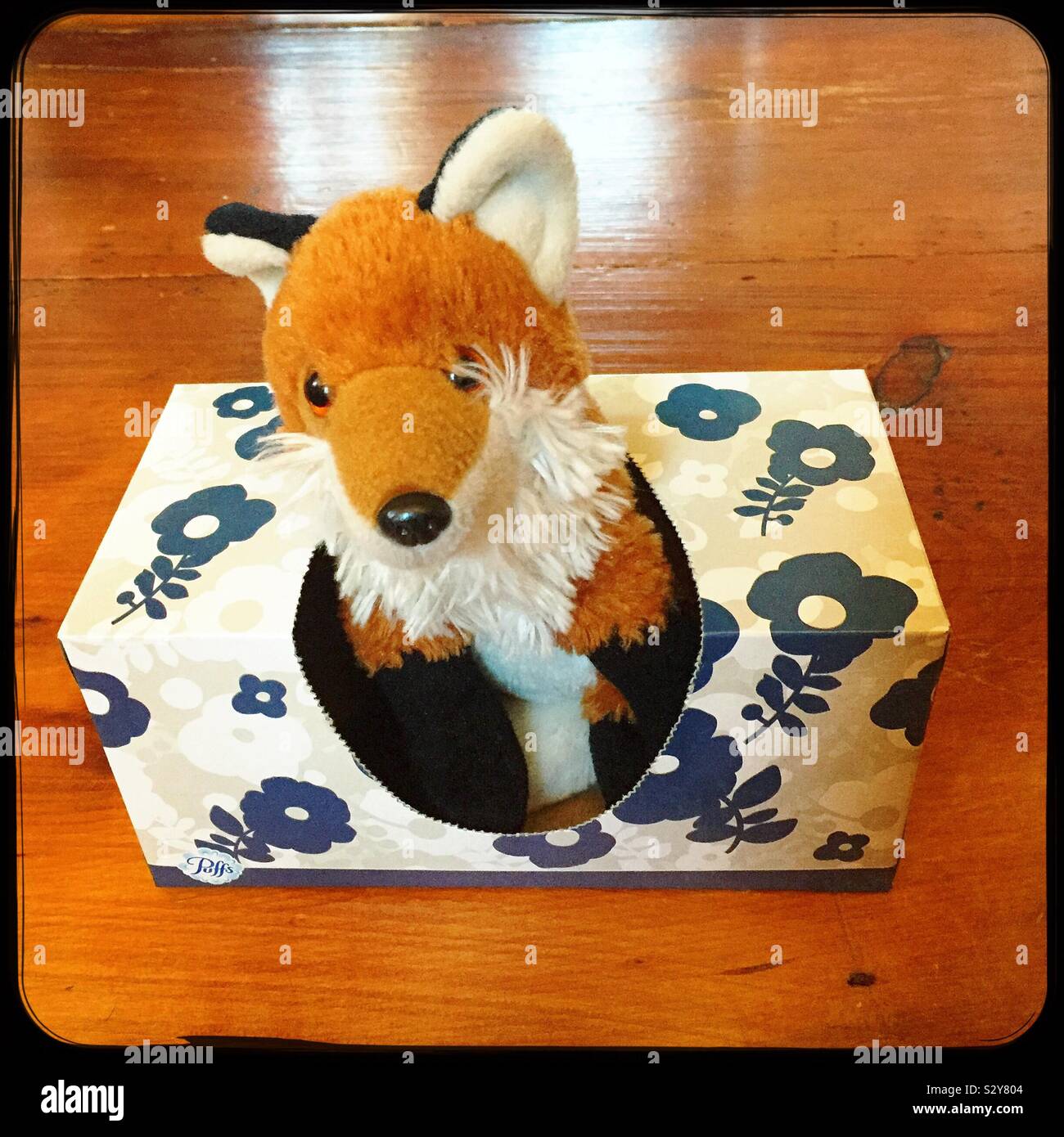 Animal tissue hi-res stock photography and images - Alamy