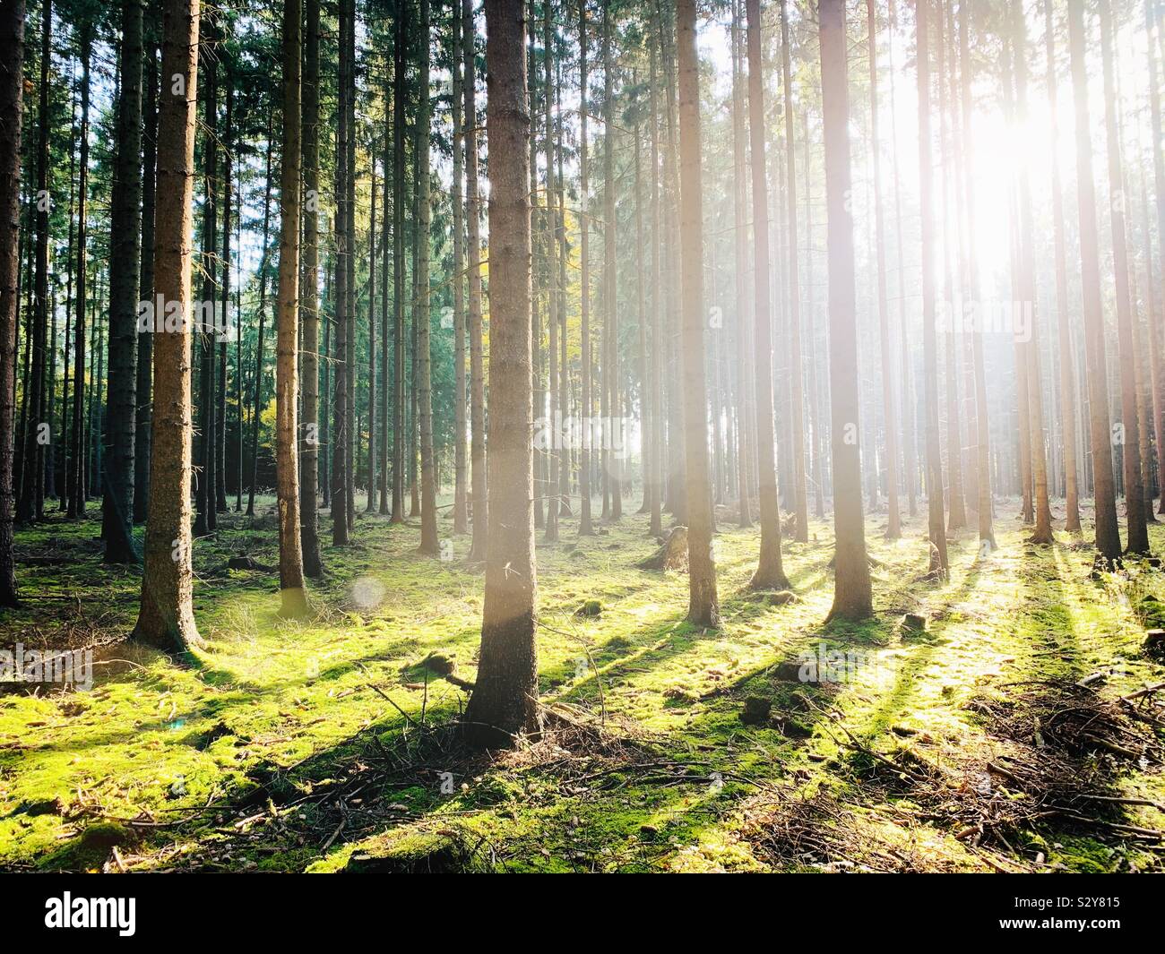 Sunshine in the forest hi-res stock photography and images - Alamy