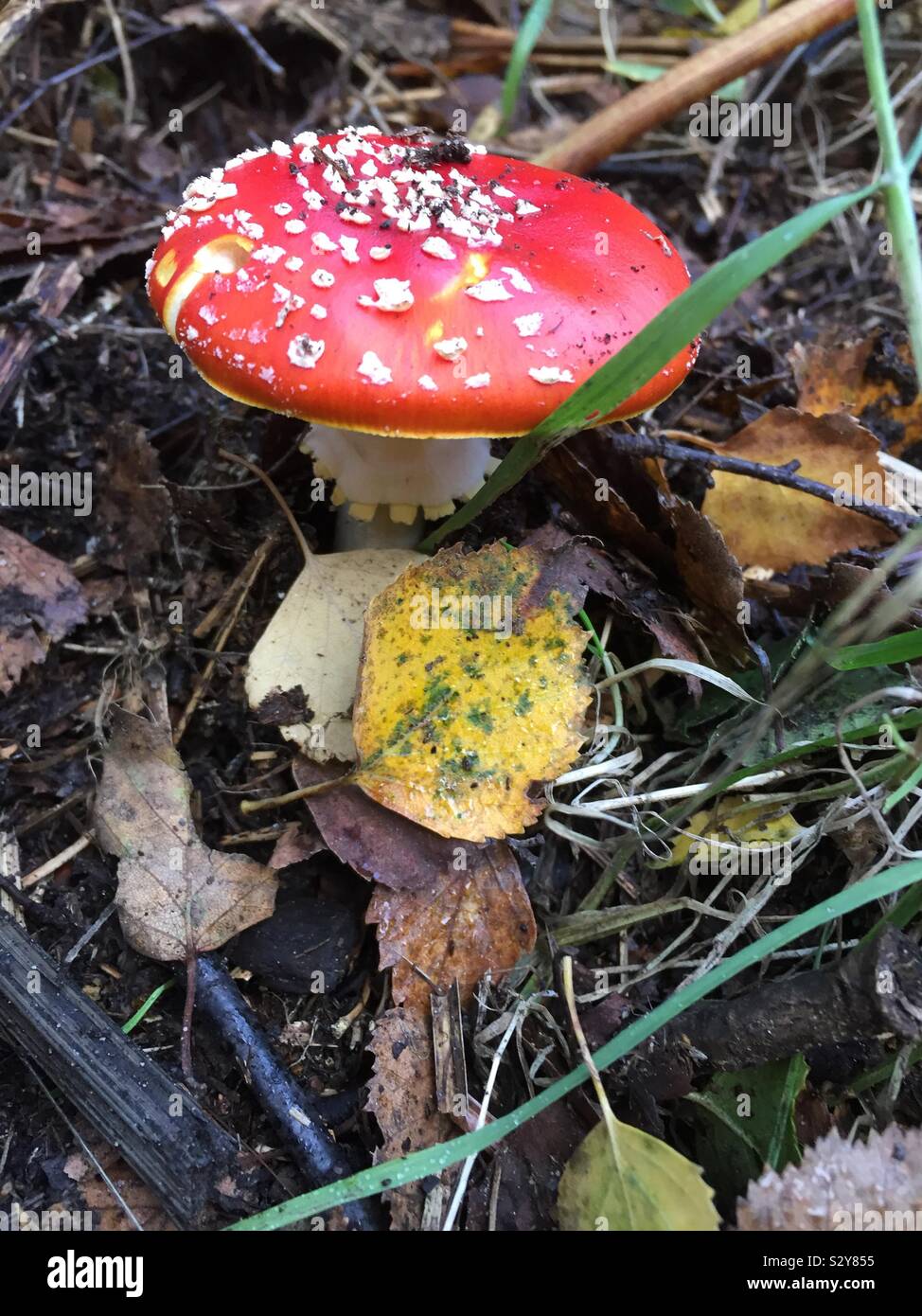Classic red mushroom hi-res stock photography and images - Alamy